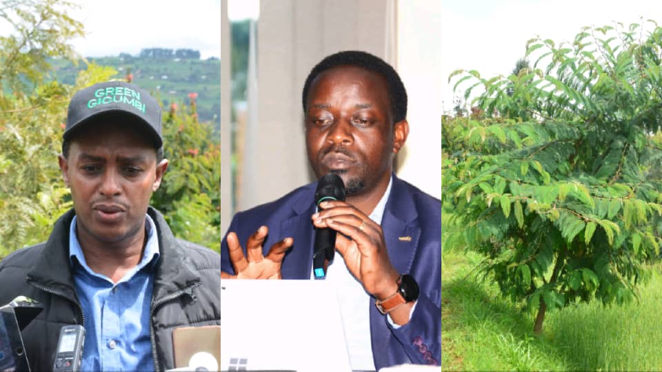 Abahinzi bafashijwe na Green Gicumbi kuvanga imyaka n’ibiti bitayangiza ...